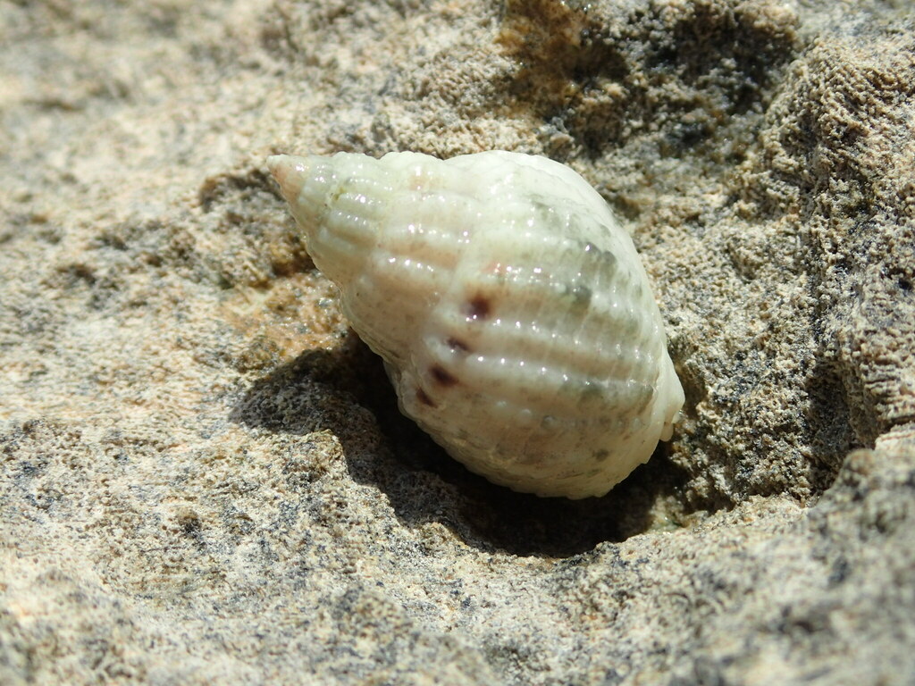 Nassa Mud Snails from Al-Qusayr, EG-BA, EG on November 9, 2023 at 10:30 ...