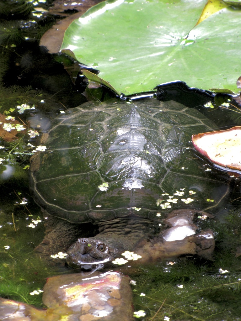 Common Snapping Turtle from Deering Center, Portland, ME, USA on August ...