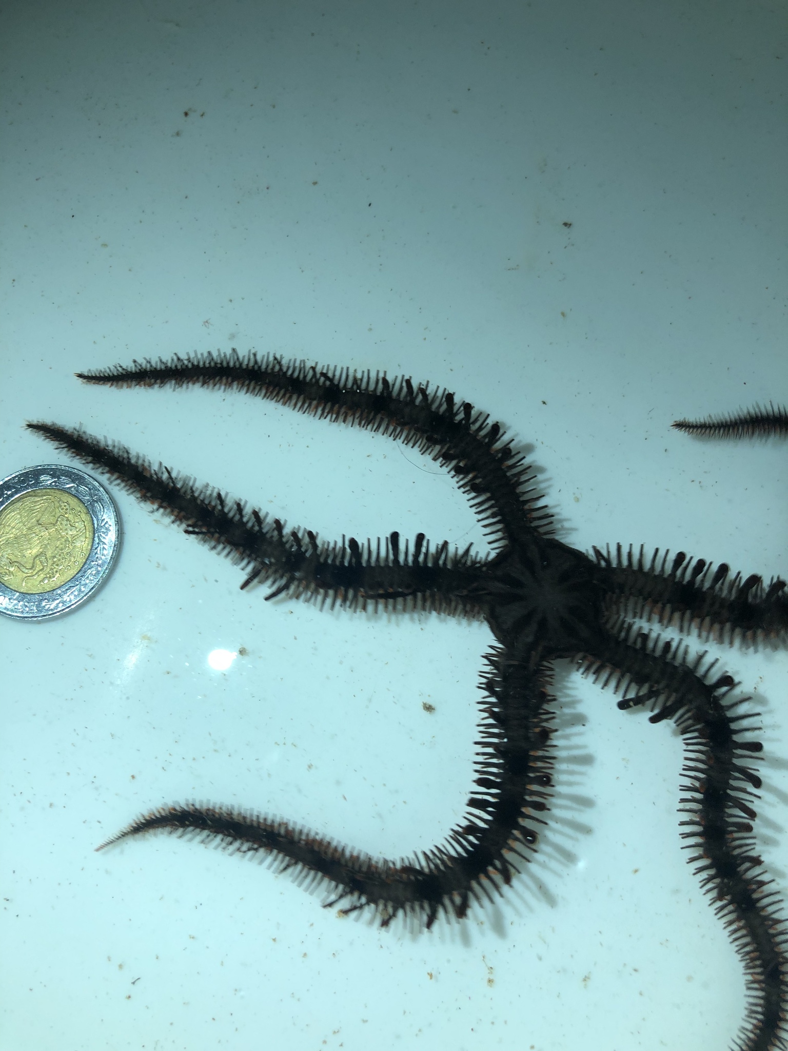 Ophiocoma echinata (Lamarck, 1816)