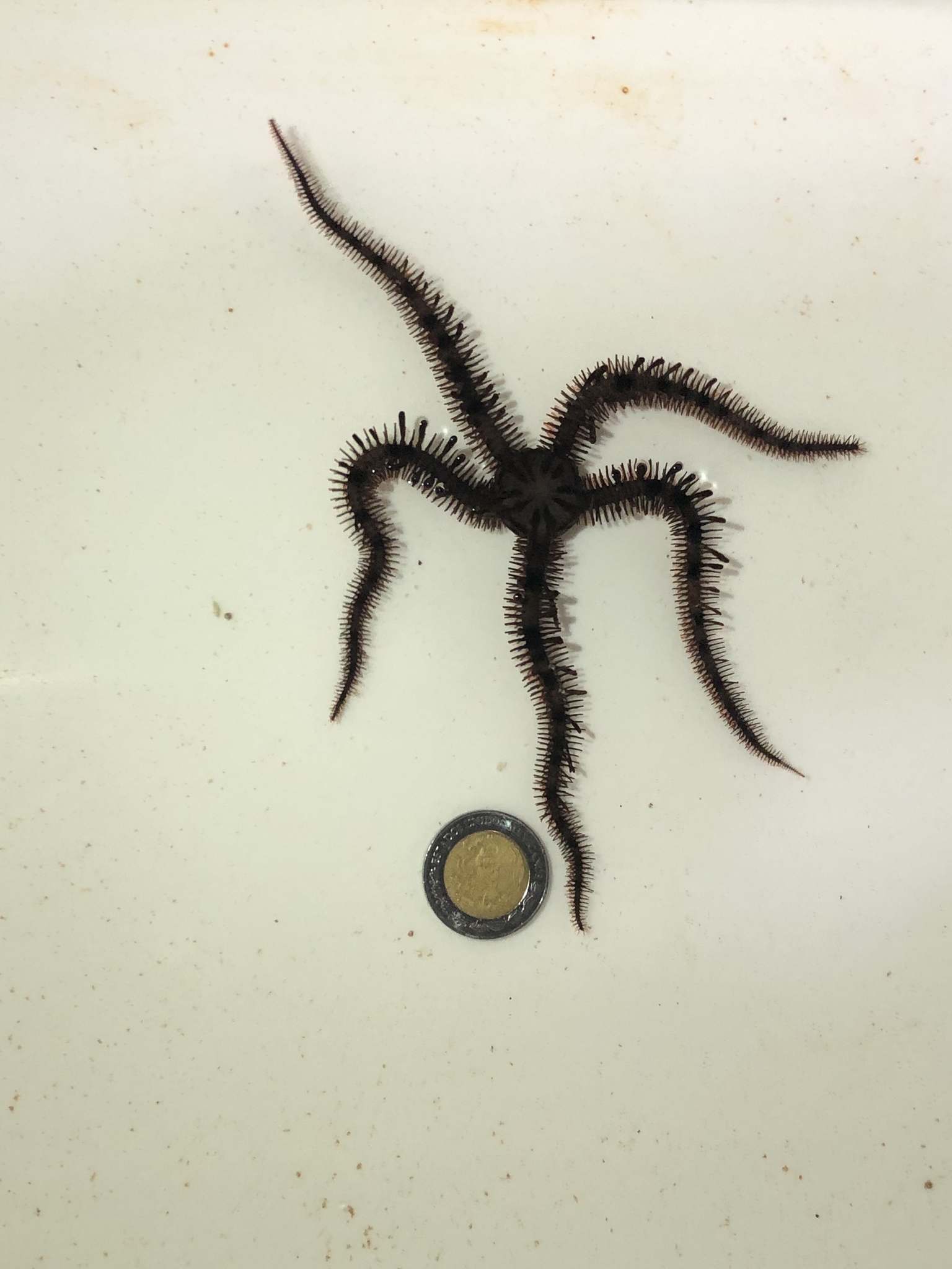 Ophiocoma echinata (Lamarck, 1816)