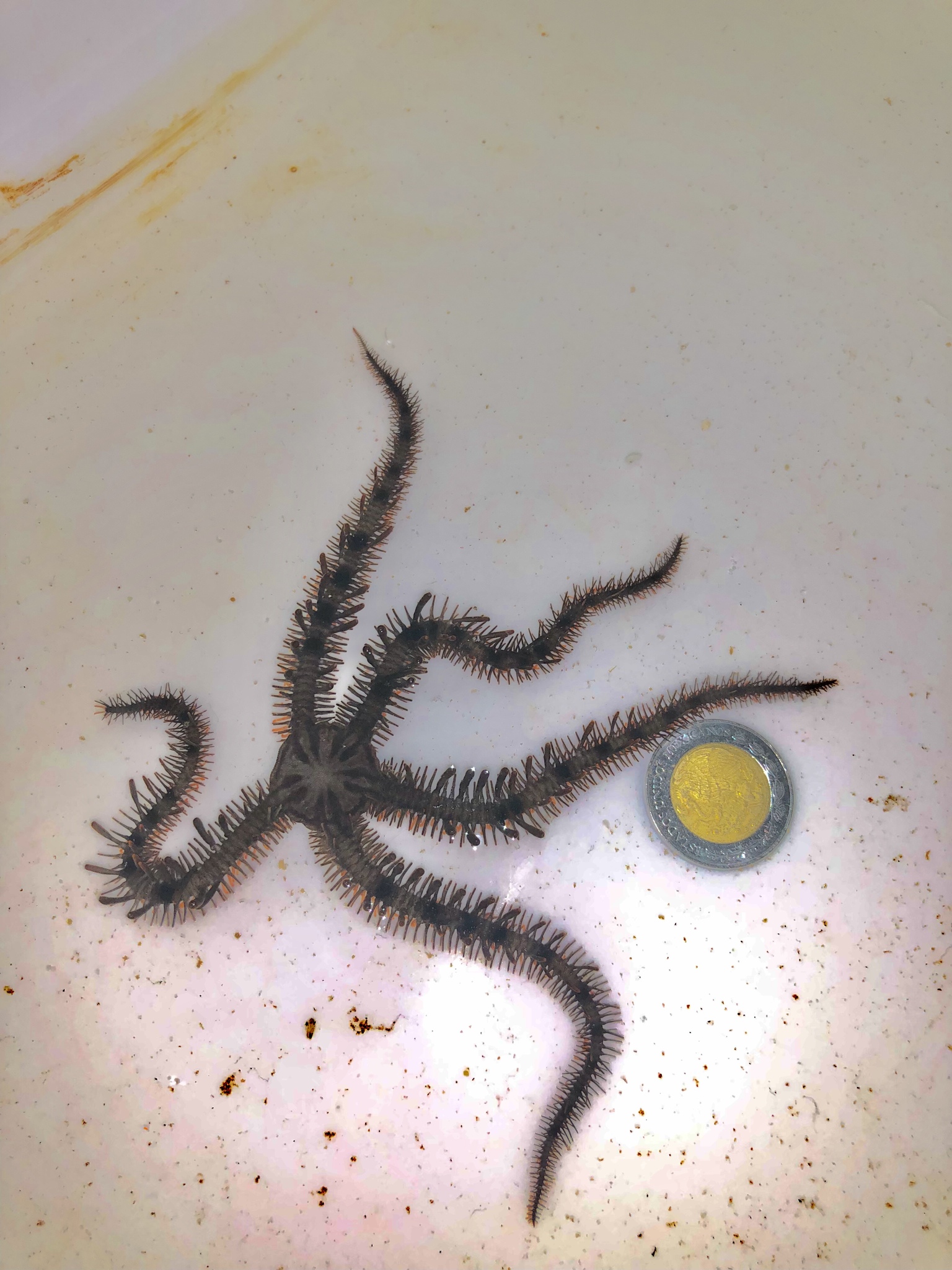 Ophiocoma echinata (Lamarck, 1816)