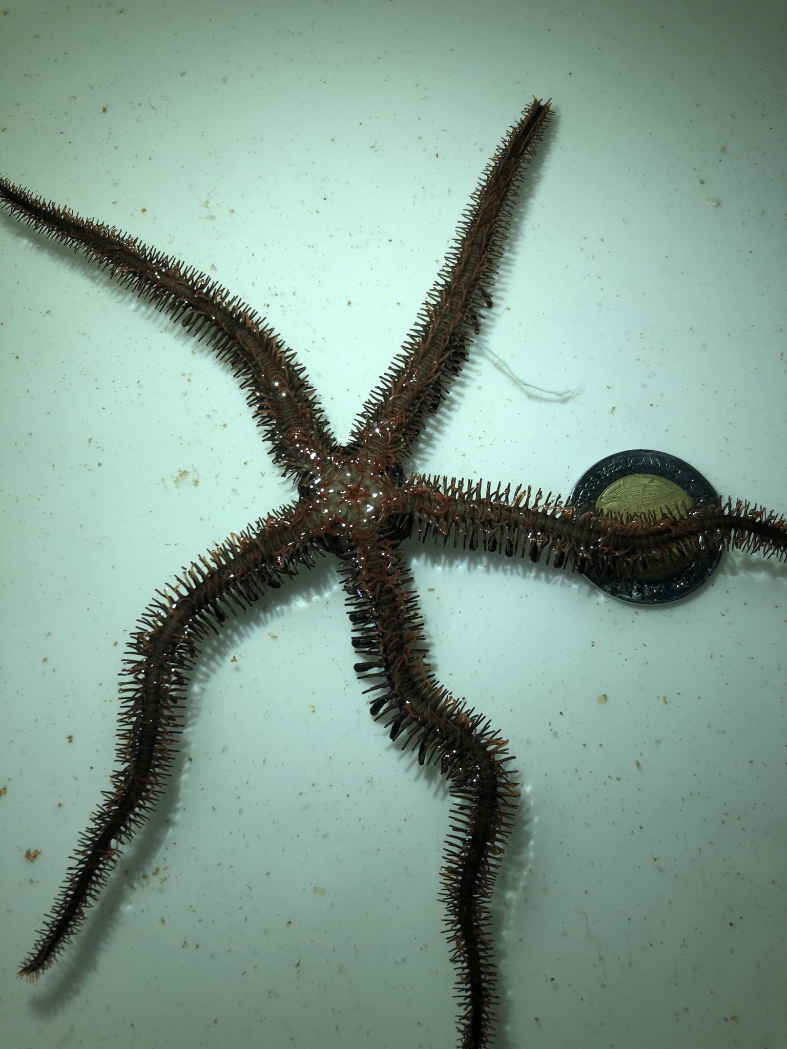 Ophiocoma echinata (Lamarck, 1816)