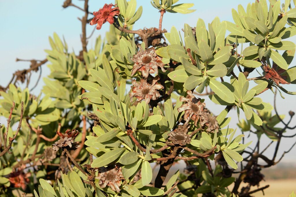 Grassveld Sugarbush Hybrid from Carletonville, 2499, South Africa on ...