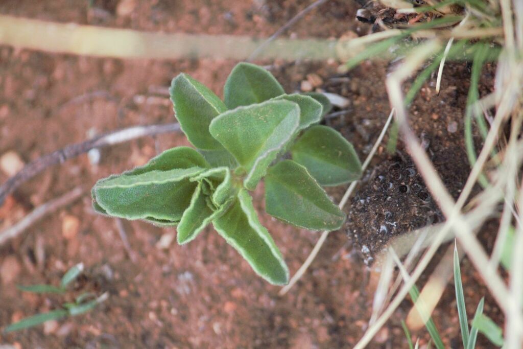 Penther Spurflower from Carletonville, 2499, South Africa on November ...