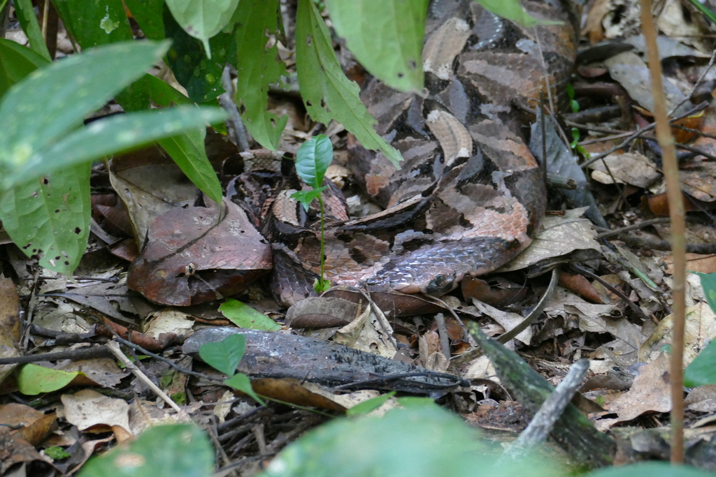 Gaboon Viper from Kailo, Democratic Republic of the Congo on November 1 ...