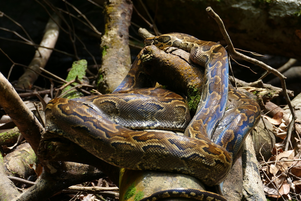 African Rock Python in October 2023 by David Fasbender · iNaturalist