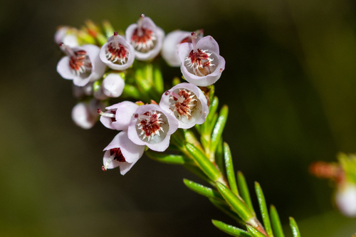 Kinky Honey Heath (Variety Erica curvirostris curvirostris) · iNaturalist