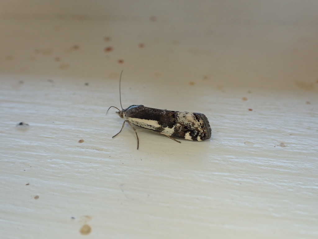 Narrow-winged Midget Moth from Val Marie No. 17, SK S0N, Canada on June ...