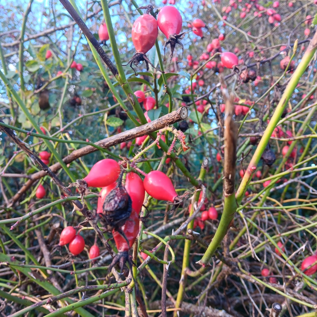 Sweet-brier from Berkshire, UK on November 11, 2023 at 11:32 AM by ...