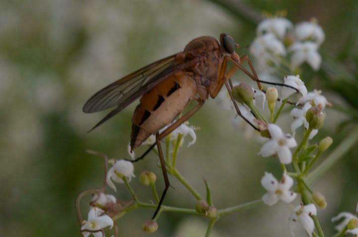 Marsh Snipe Fly from Courcouronnes, 91080 Évry-Courcouronnes, France on ...