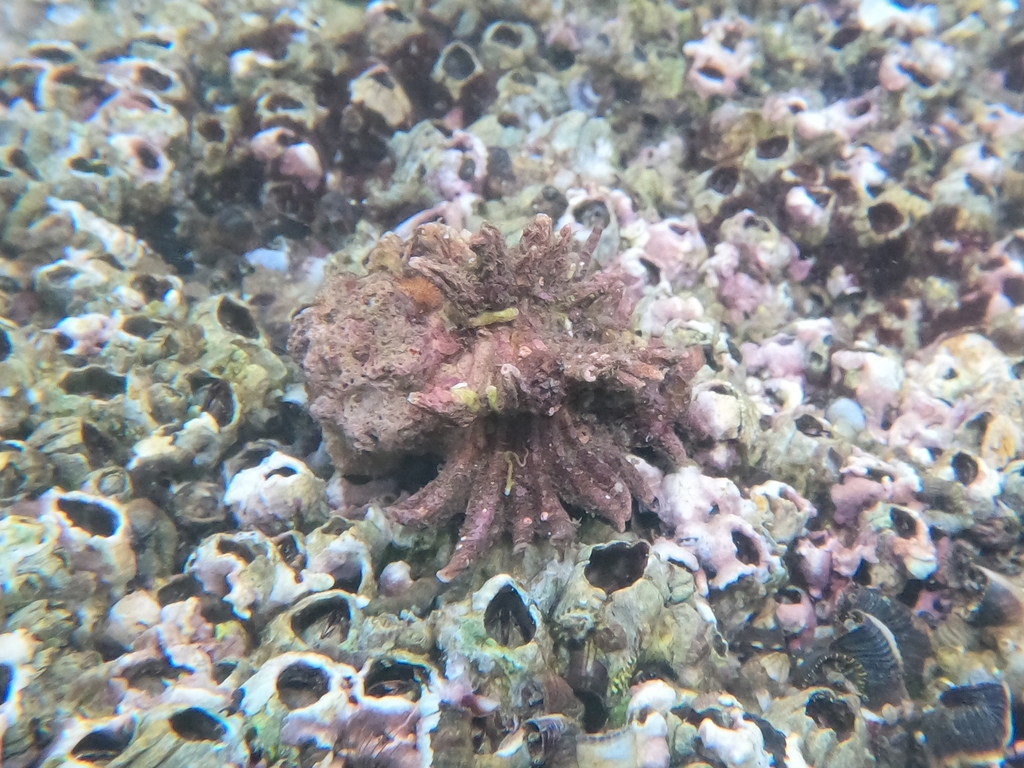 Homalocantha oxyacantha from México on November 11, 2023 at 07:41 AM by ...