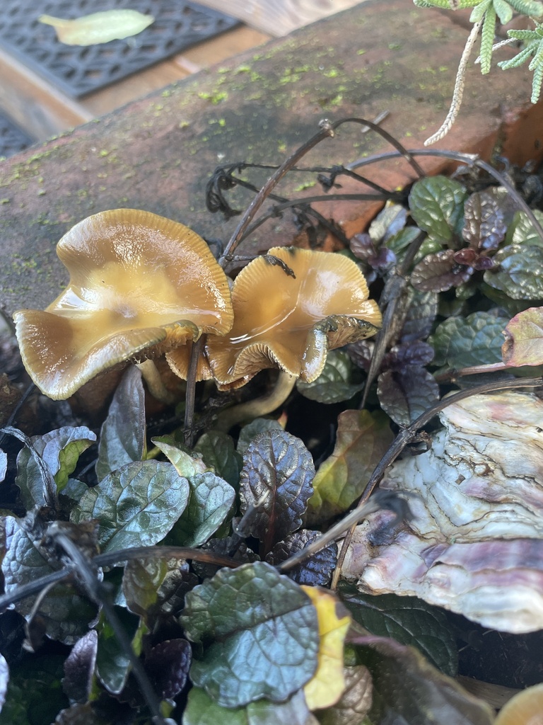 Wavy Cap in November 2023 by bryonjoseph · iNaturalist