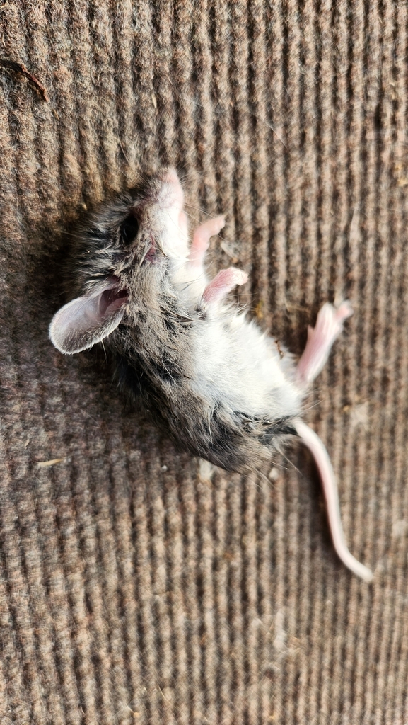 North American Deer Mice from Beaver Dam, WI 53916, USA on November 2 ...