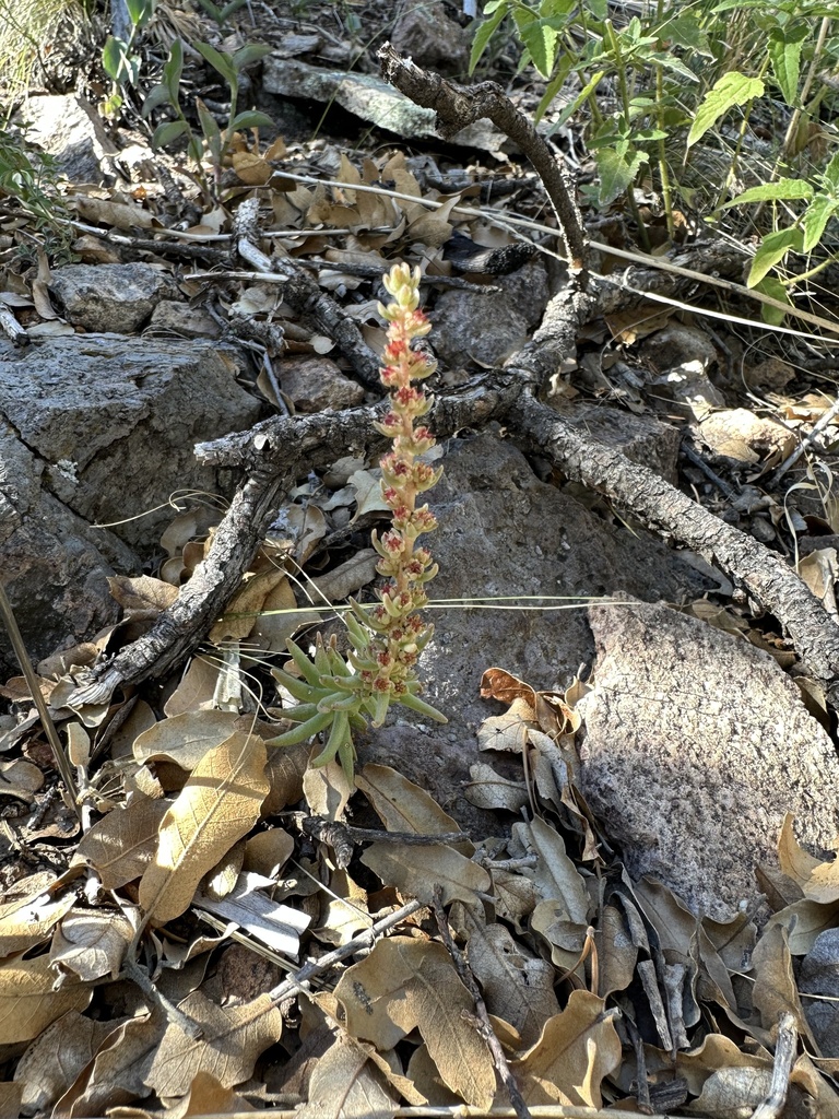 Villadia squamulosa in October 2023 by debm · iNaturalist