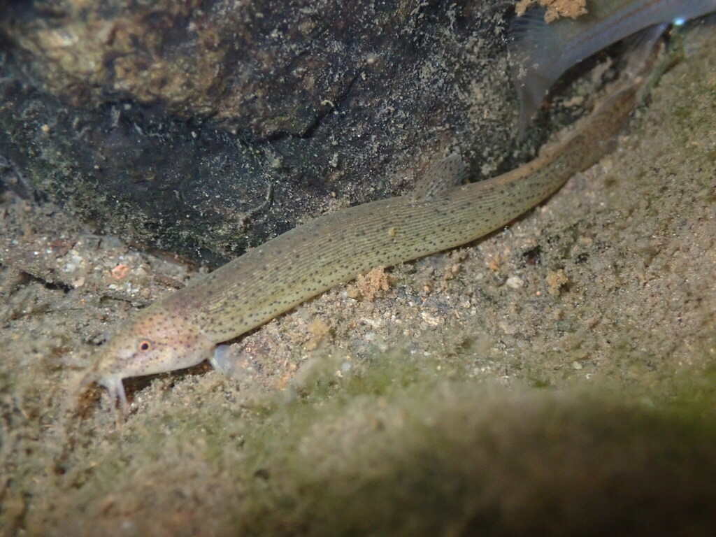 Oriental Weatherfish in November 2023 by oliver_lch · iNaturalist