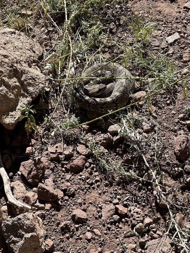 Eastern Black-tailed Rattlesnake from Big Bend National Park, Alpine ...