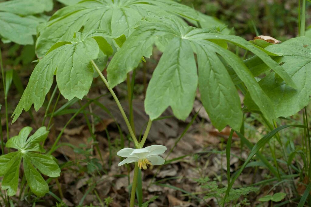 mayapple in March 2012 by Moses Michelsohn · iNaturalist