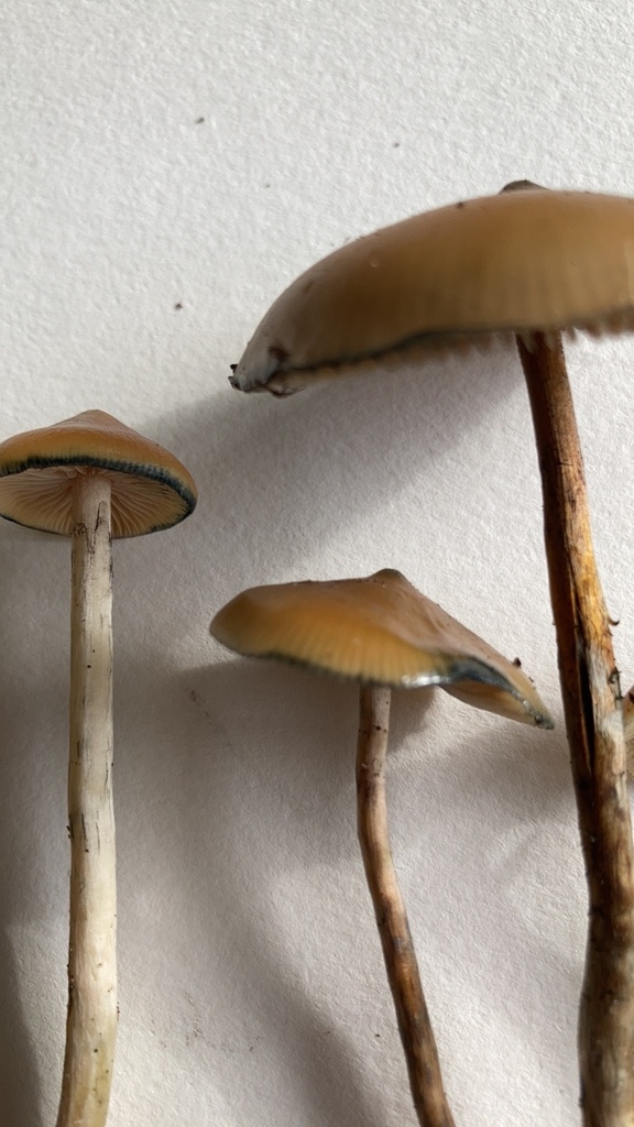 Psilocybe azurescens from I Ln, Ocean Park, WA, US on November 11, 2023 ...