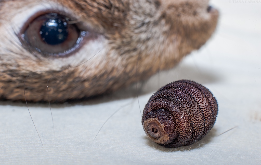 Glire Bot Flies from 239–305 Ash St, Brockton, MA, US on August 15 ...