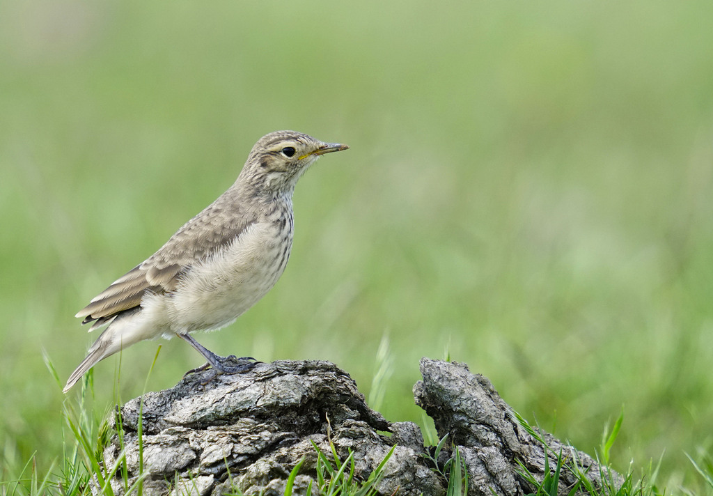 Common Miner from Departamento de Cerro Largo, Uruguay on November 4 ...