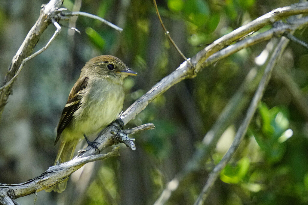 Euler's Flycatcher from Departamento de Cerro Largo, Uruguay on ...