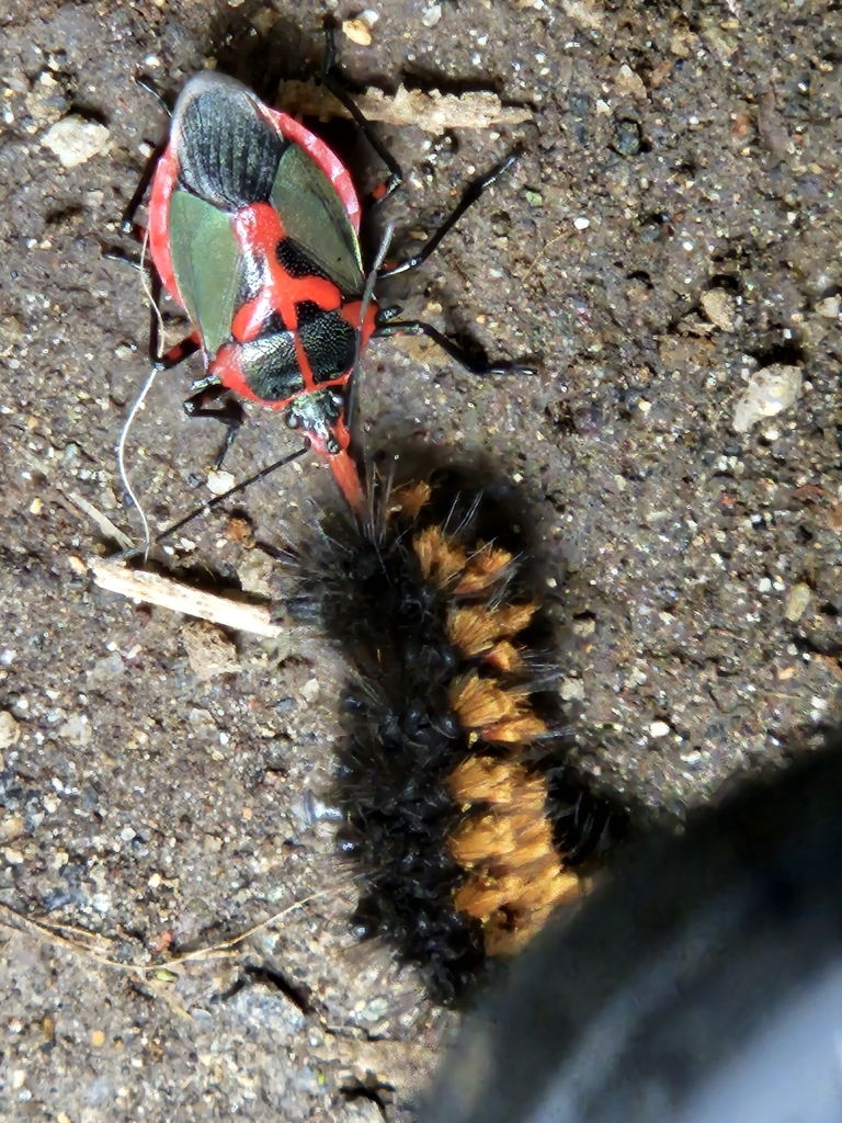 Florida Predatory Stink Bug from Carlos Julio Arosemena Tola, Ecuador ...