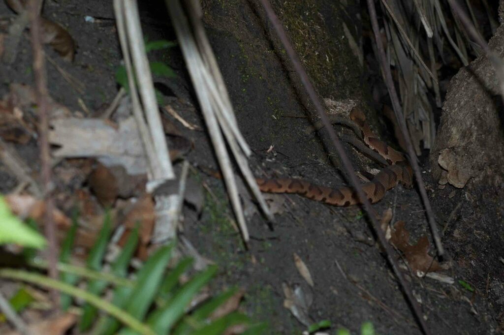 Eastern Copperhead in March 2012 by Moses Michelsohn · iNaturalist