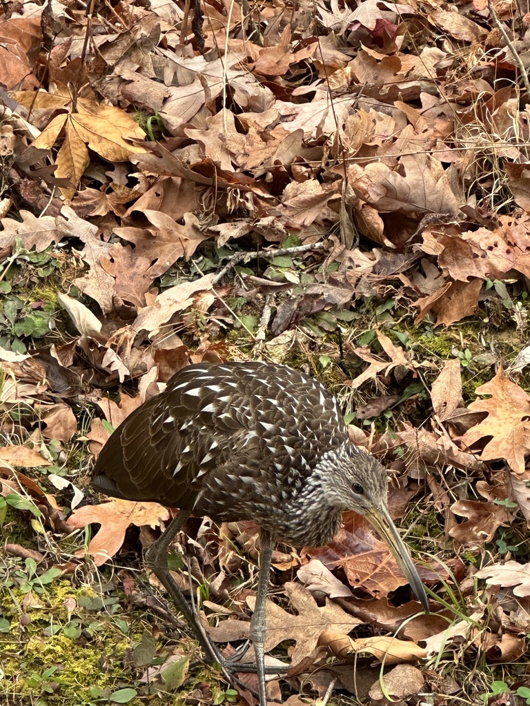 Limpkin from Great Smoky Mountains National Park, Townsend, TN, US on ...