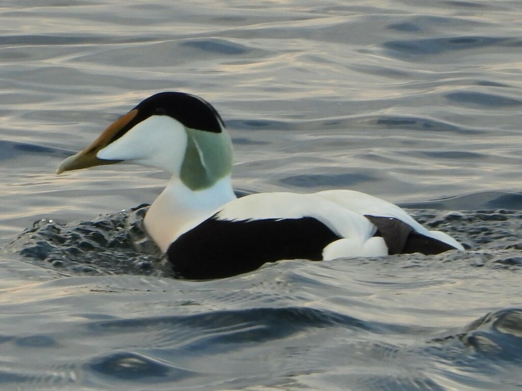 Common Eider from Zatoka Gdańska on November 11, 2023 at 03:16 PM by ...