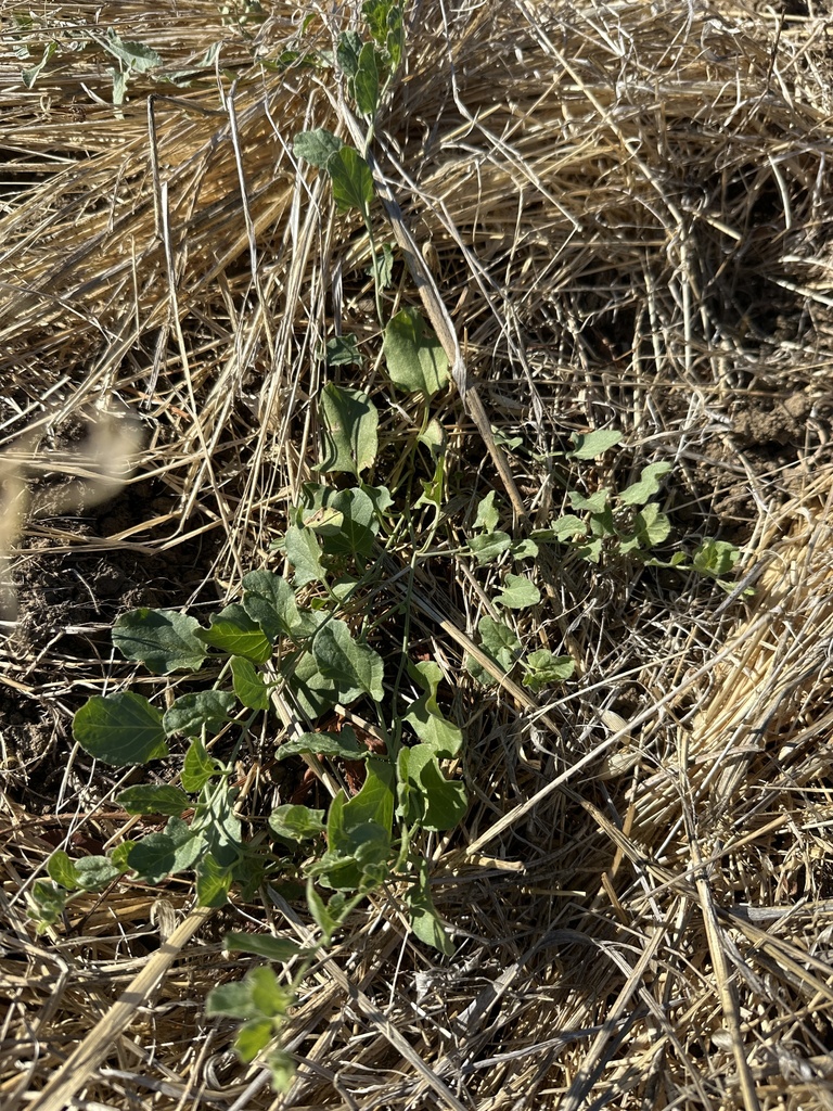 California Goosefoot from Lime Ridge Open Space, Concord, CA, US on ...