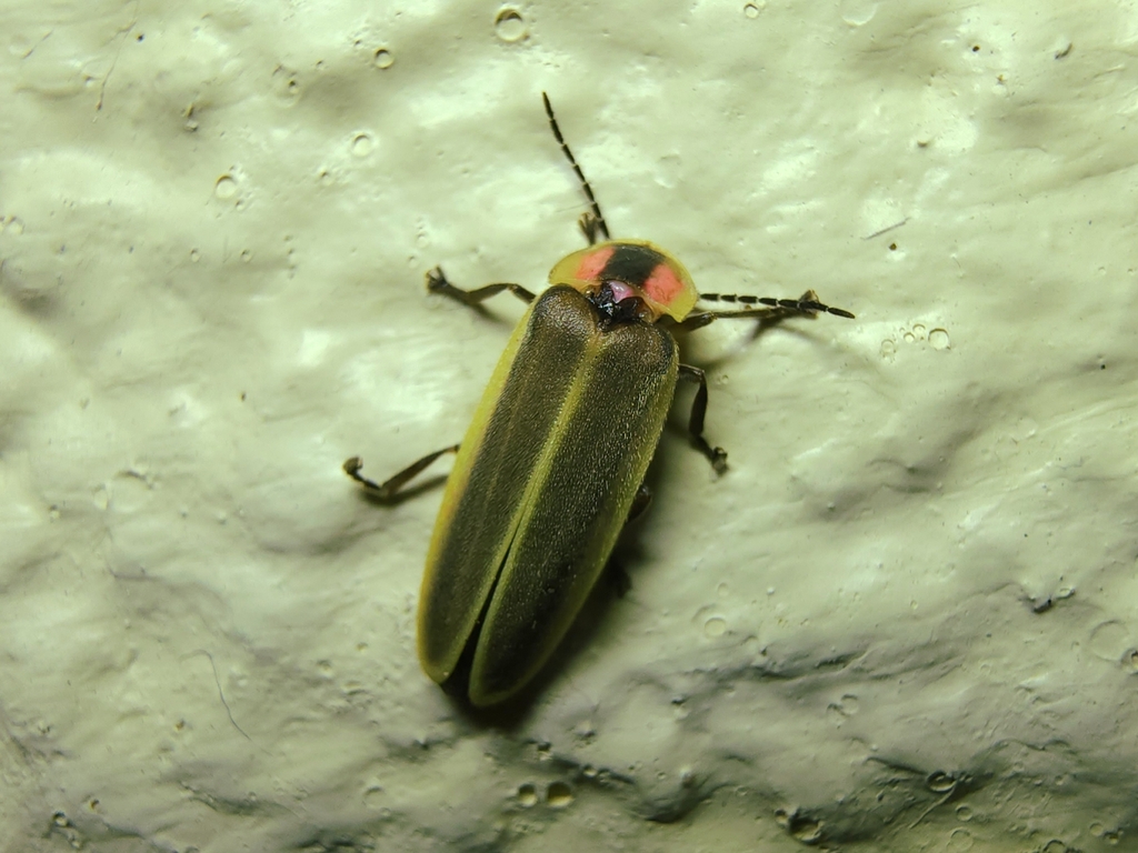 Photinus from Golden Oak, FL 32836, USA on June 24, 2023 at 11:10 AM by ...