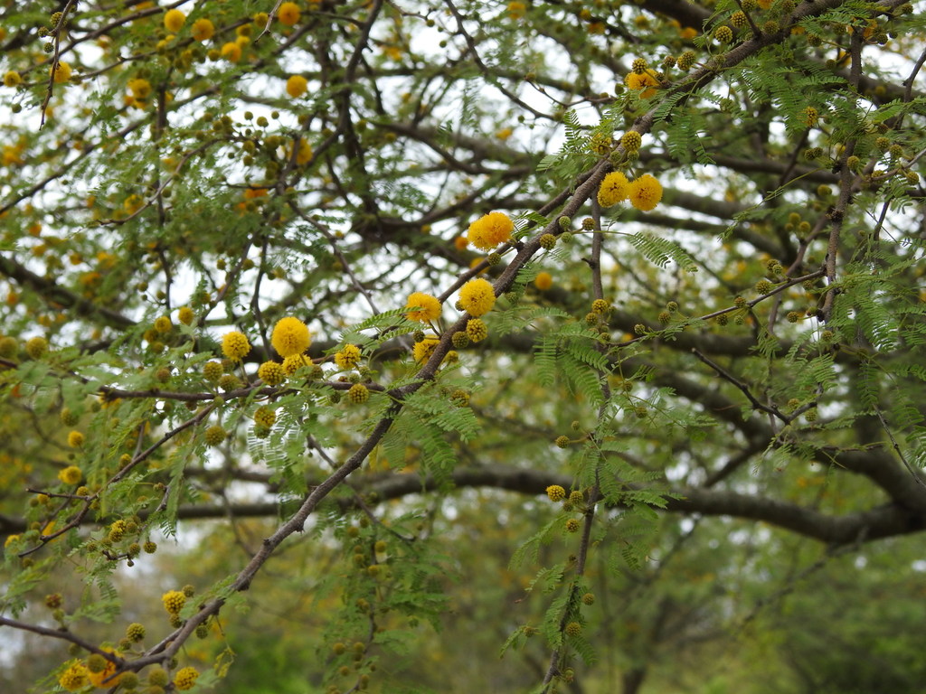 Sweet acacia from Circle C Ranch, Austin, TX, USA on March 24, 2019 at ...