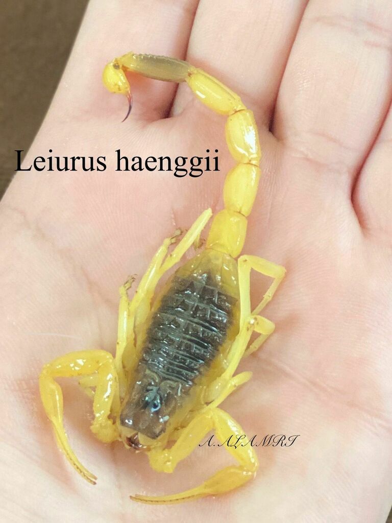 Leiurus haenggii in November 2023 by Abdulaziz M. R AL-amri · iNaturalist