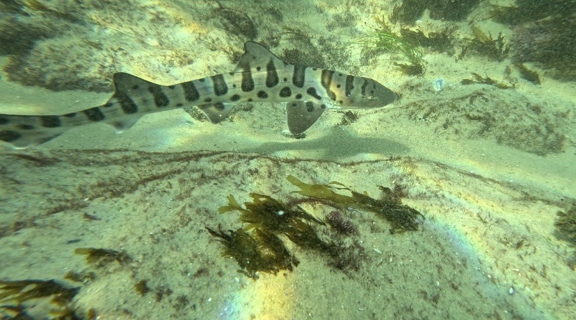 Leopard Shark from North Pacific Ocean, Laguna Beach, CA, US on ...