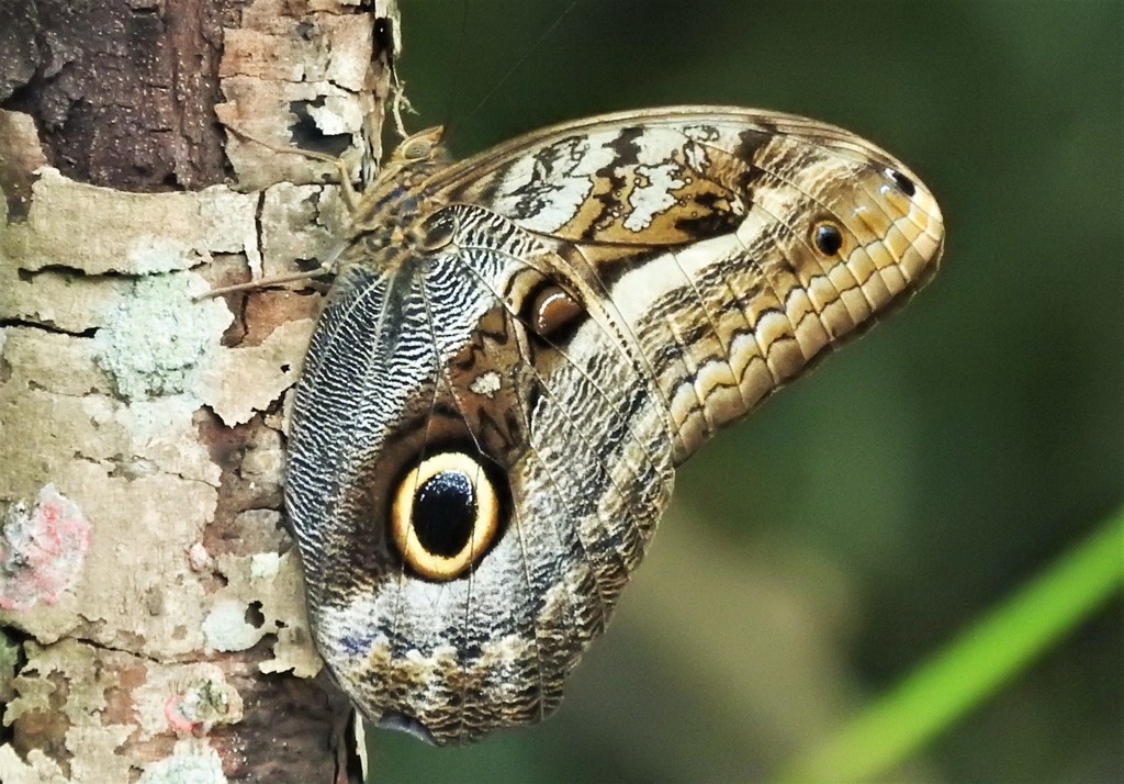 Oileus Owl-Butterfly (List of Butterflies and Moths Available or ...