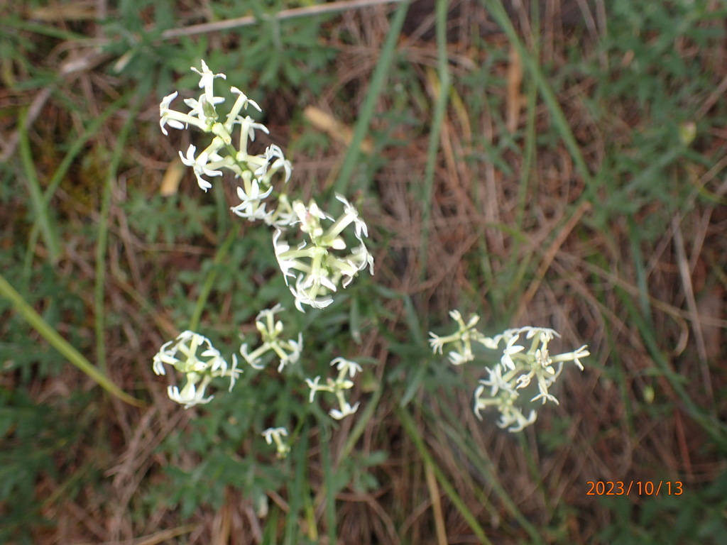 Stackhousia from Mount Barker Summit SA 5251, Australia on October 13 ...