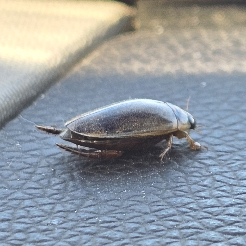 Mottled Diving Beetle from Rochelle, TX 76872, USA on November 11, 2023 ...