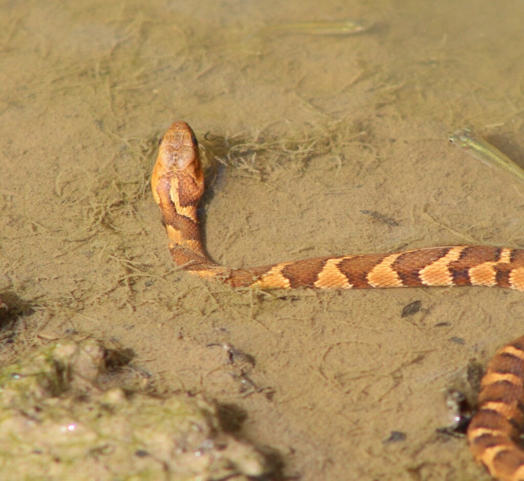 Midland Watersnake in October 2023 by je_82061. 1 very small, very thin ...