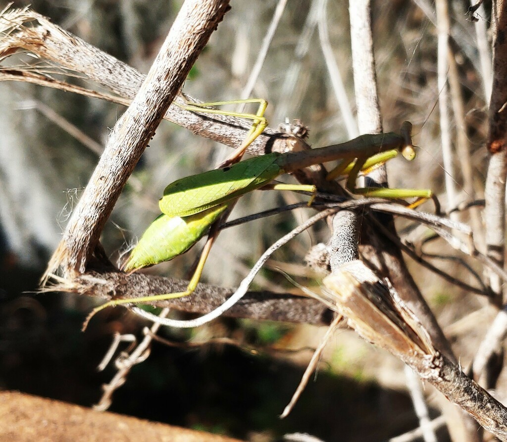 Carolina Mantis from Polk County, FL, USA on November 11, 2023 at 10:50 ...
