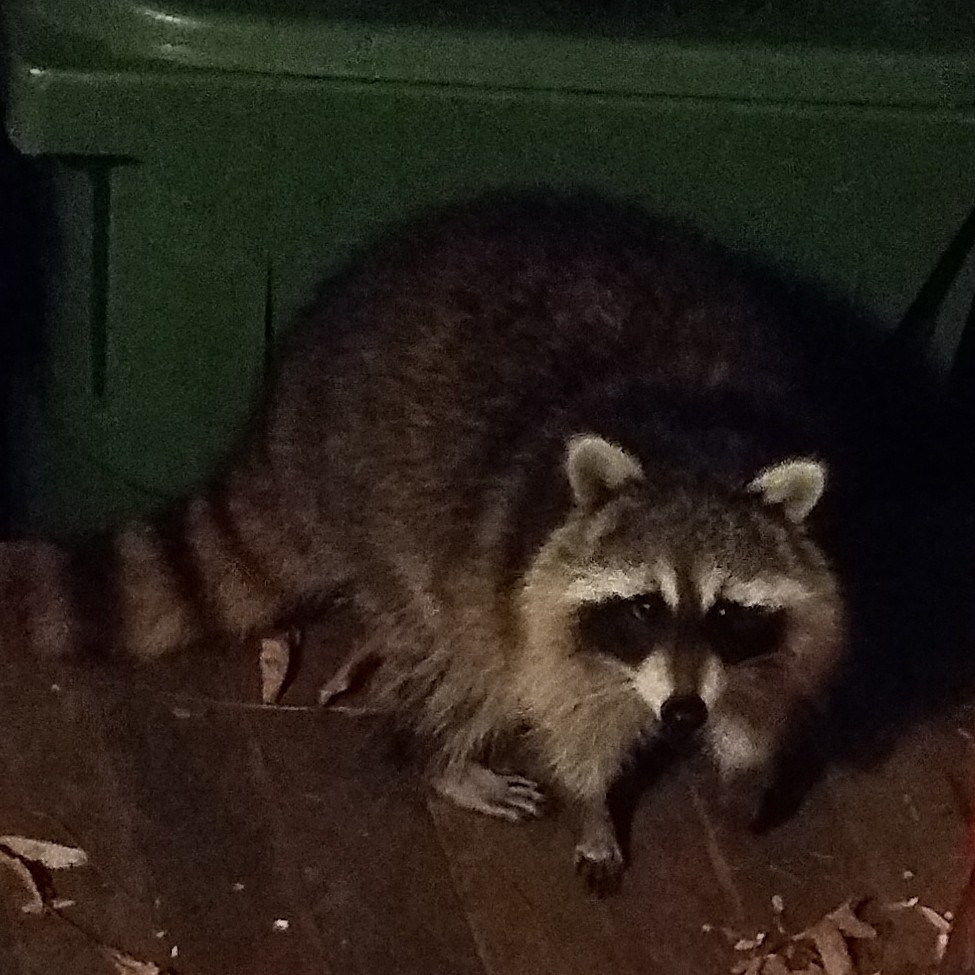 Common Raccoon from Windsor, CT 06095, USA on November 10, 2023 at 11: ...