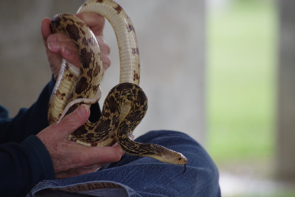 Louisiana Pinesnake in March 2019 by Charles Paxton. We saw this ...