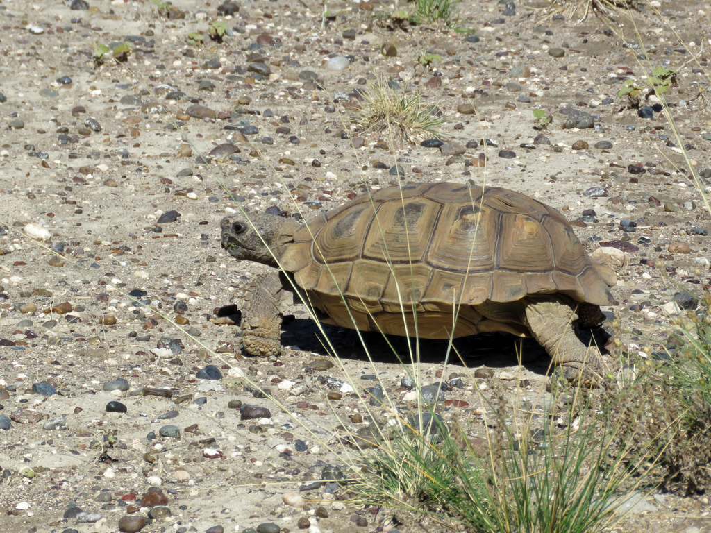 Chaco Tortoise in March 2019 by Guille Ivan Spajic · iNaturalist