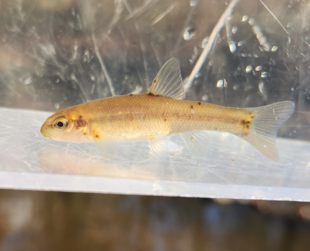 Cutlip Minnow in November 2023 by Austin Kaplan · iNaturalist
