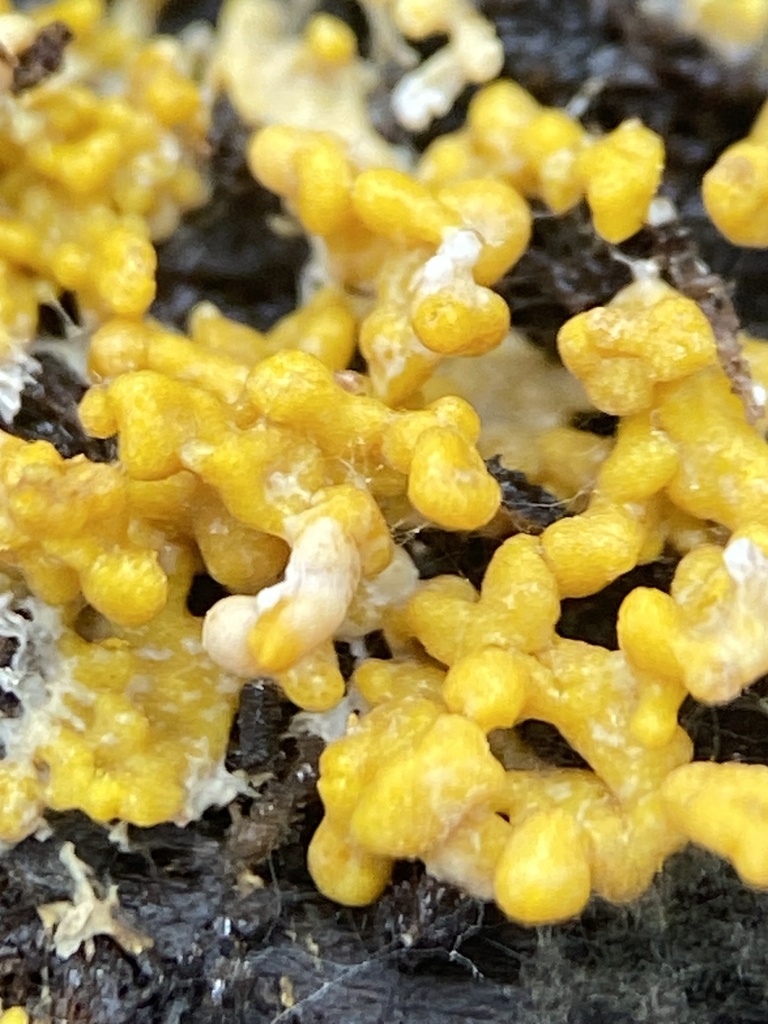 Life from Stonebridge, Ottawa, ON, CA on November 11, 2023 at 03:02 PM ...