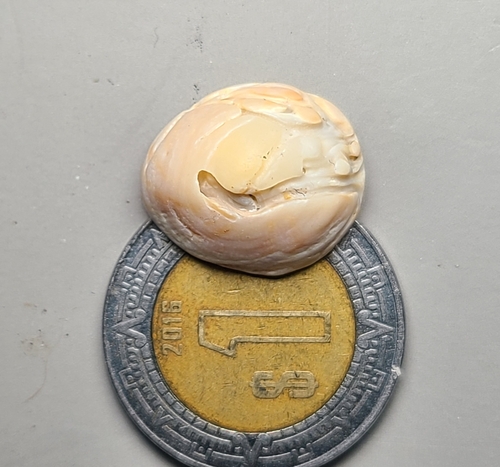 Crucibulum monticulus · iNaturalist