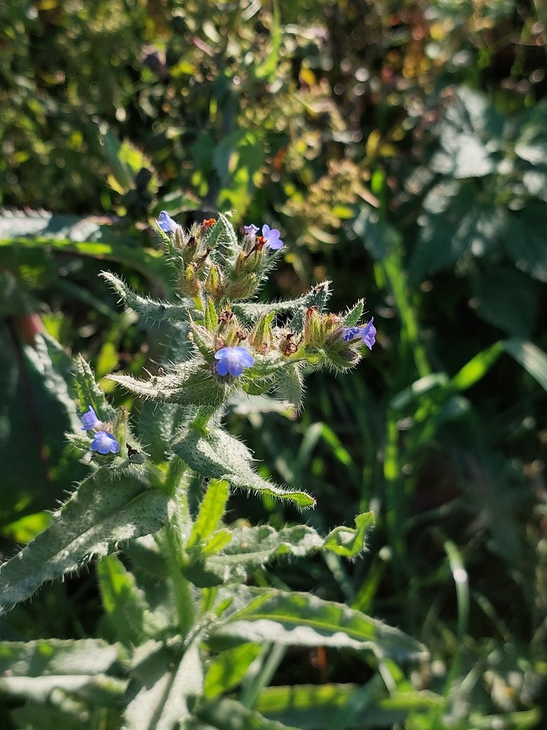 small bugloss from 517 21 Týniště nad Orlicí, Česko on October 29, 2023 ...