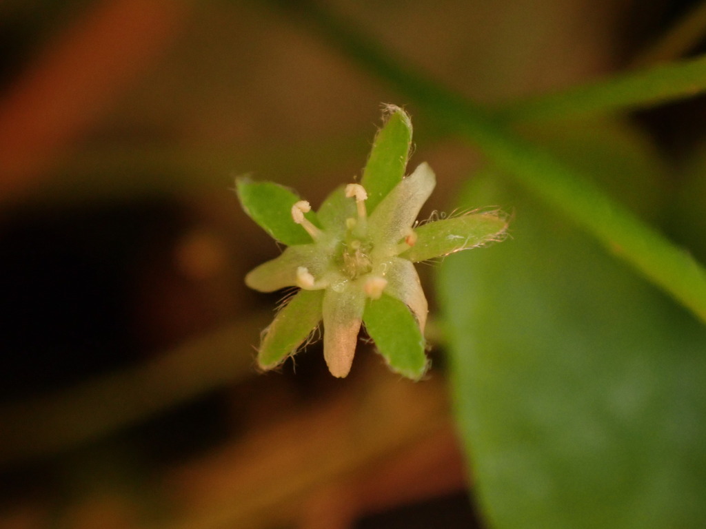kidney weed (Logan RE 12.8.24 Flora) · iNaturalist