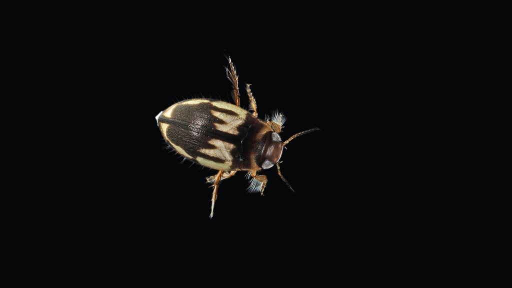 Hydroglyphus geminus from Кировский р-н, Ленинградская обл., Россия on ...