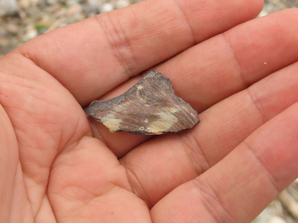 West Indian Top Shell from Santa Marta, Magdalena, Colombia on August ...