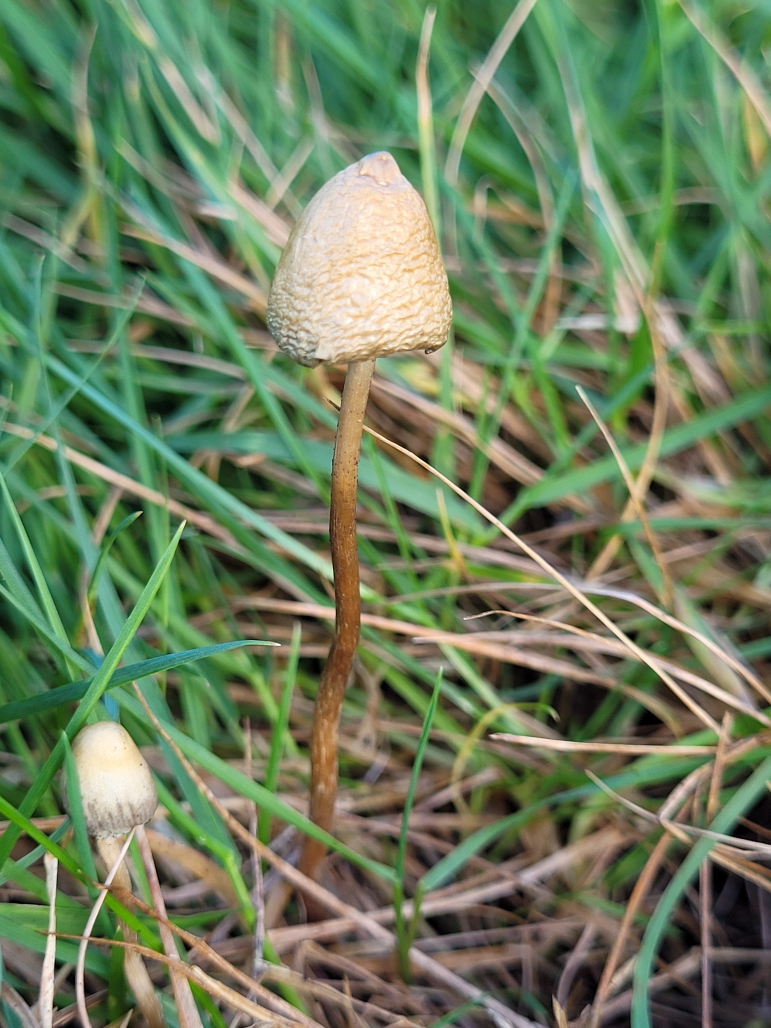 What percentage of these are liberty caps (roundabout) : r/LibertyCaps